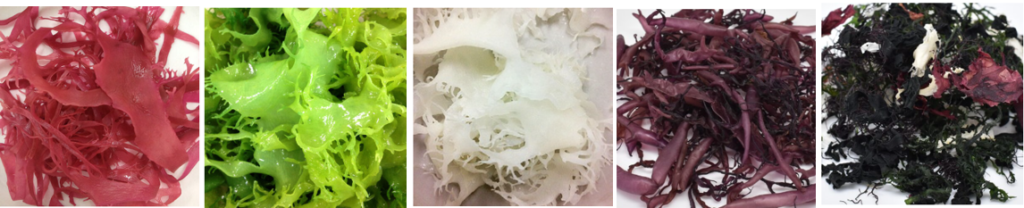 Our product quality produced in Kumamoto | 株式会社トリトンフーヅ